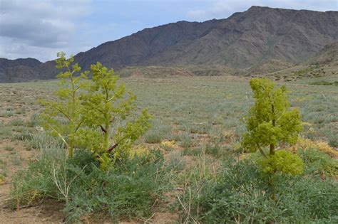 Чийр буюу Мөнххайрханы Байгалийн Цогцолборт Газар