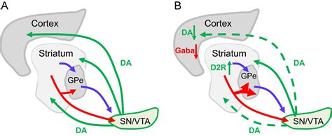 Insights About Striatal Circuit Function And Schizophrenia From A Mouse Model Of Dopamine D2