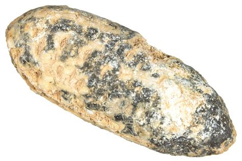 1 85 Fossil Seed Cone Or Aggregate Fruit Morocco 277770 For