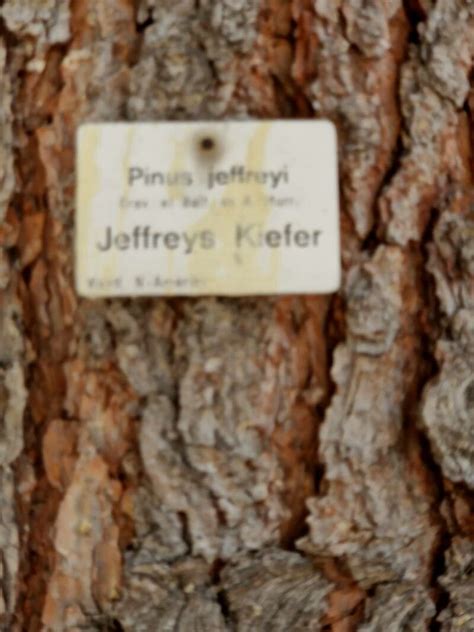 How To Propagate Pinus Jeffreyi Propagate One How To Propagate Pinus Jeffreyi Propagate One