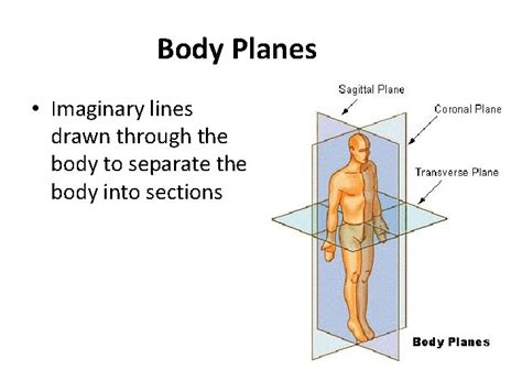 Body Planes Directions And Cavities Body Planes Imaginary