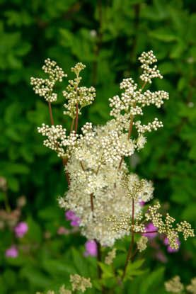 6 Shade Loving Wildflowers To Plant Now For A Vibrant Cottage Garden