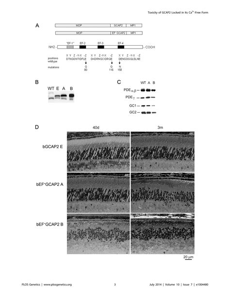 Solution Functional Ef Hands In Neuronal Calcium Sensor Gcap2 Determine Its Phosphorylation