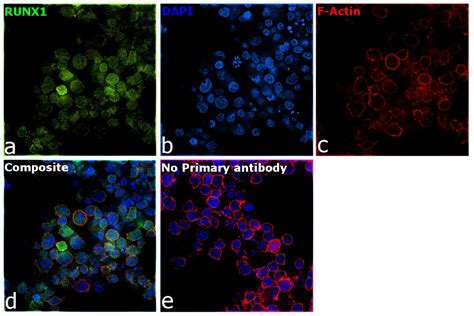Runx1 Antibody Ma5 15814