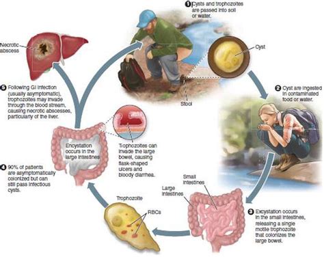 Immune Dysfunction During Enteric Protozoal Infection The Current