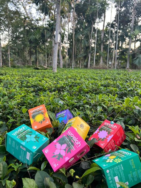 Watch Worlds First ‘bagless Tea Dip The Hindu