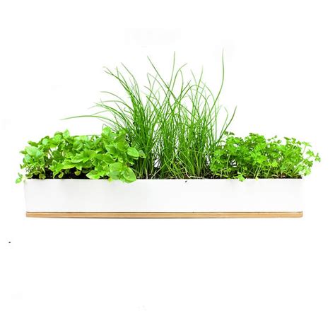 Micro Herb Growing Kit Sydney Diy Windowsill Garden Kit
