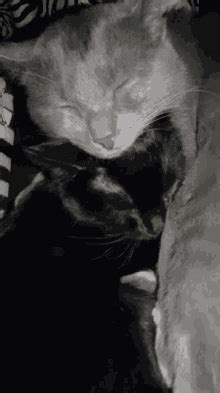 Sleeping Cat S Tenor