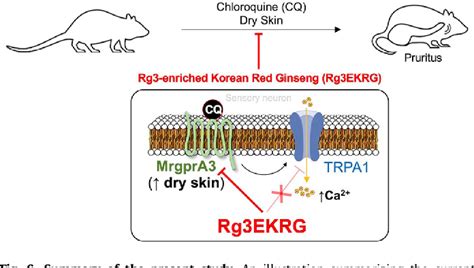 Figure 6 From Rg3 Enriched Korean Red Ginseng Alleviates Chloroquine