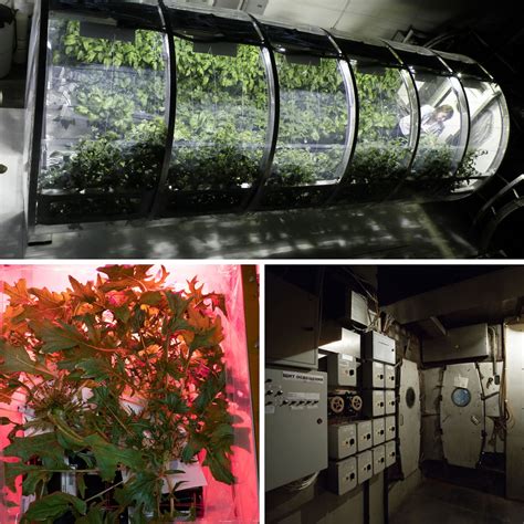Space Farming Cultivating Crops And Sustainability In Microgravity