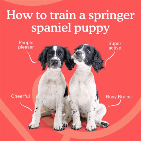 How To Train A Springer Spaniel Puppy Complete Training Guide