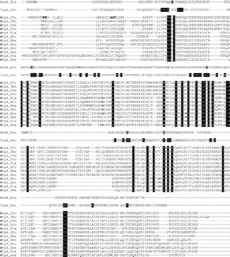 Amino Acid Sequence Alignment Of Periplasmic Binding Proteins E Coli Download Scientific