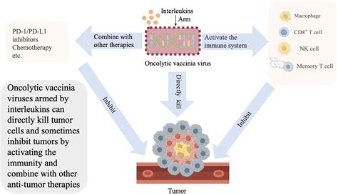 Frontiers Advances Of Oncolytic Vaccinia Viruses Armed With