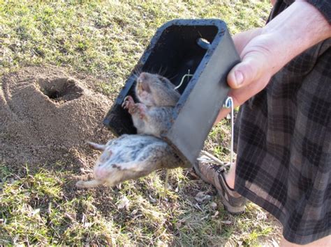 17 Best Images About Gopher Wars On Pinterest Mouse Traps Narcissus Bulbs And Dry Ice