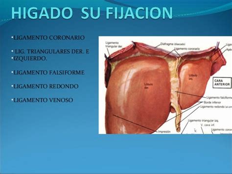 Anatomía Hepática Y Su Segmentación