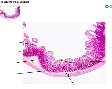 Jejunum Cross Section Histology Diagram Quizlet