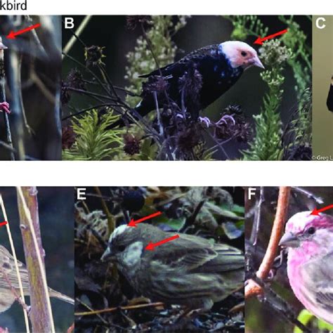Examples Of Similar Patterns Of Partial Leucism Present In Different Download Scientific
