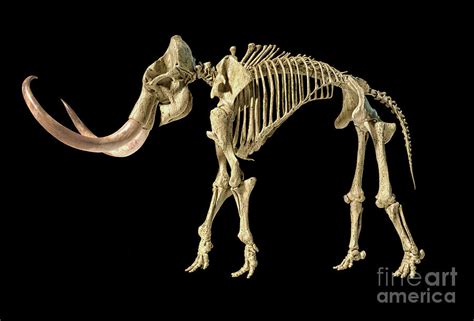 Woolly Mammoth Skeleton 1 By Leonello Calvetti Science Photo Library