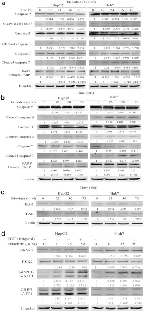 Eriocitrin Activated Mitochondria Involved Intrinsic Apoptotic Pathway