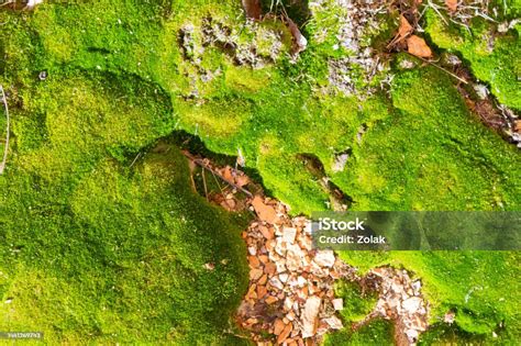 녹색 잎과 손바닥 배경의 클로즈업 자연 보기 플랫 레이 어두운 자연 개념 열대 잎 0명에 대한 스톡 사진 및 기타 이미지 0명 나무 떠남 Istock