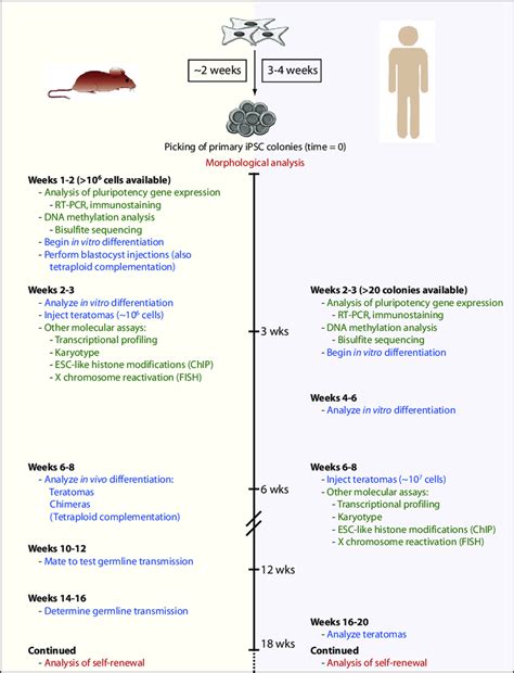 Timeline For The Characterization Of Mouse And Human Ipsc Lines