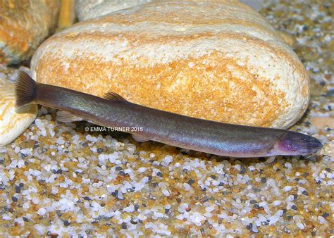 Kuhli Loach Size