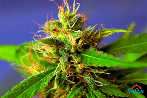 Thc Vs Thca Understanding The Key Differences And Benefits