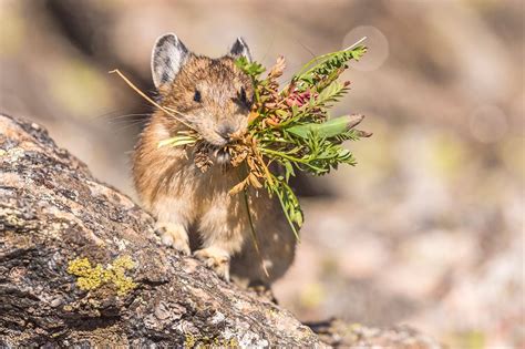 Five Fun Facts About The American Pika Estes Valley Spotlight