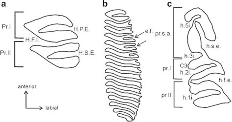 Dental Nomenclature In Lower And Upper Teeth A M1 Or M2 First Or