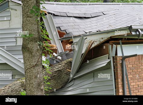 Close Up Of An Oak Tree Fallen Into And Totaling A Small House Buckling The Roof And Destroying