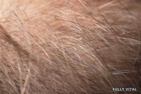 Understanding The Telogen Phase Of Hair Growth For Women Exploring Key