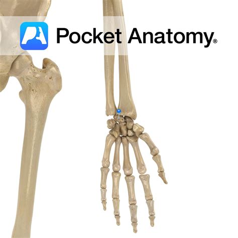 Lunate Pocket Anatomy