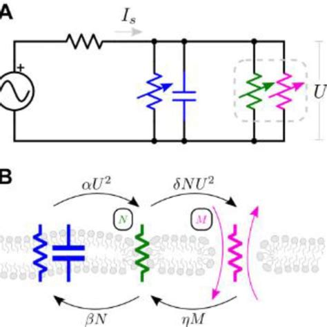 Pdf Resistorcapacitor Modeling Of The Cell Membrane A Multiphysics