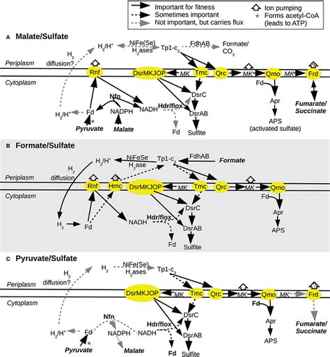 Scenarios Of Electron Flow And Energy Conservation During Sulfate