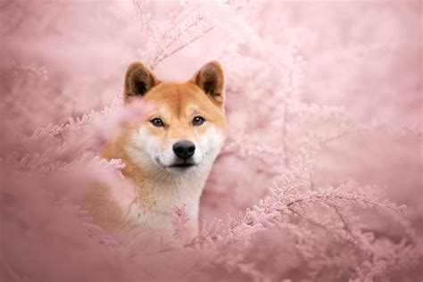 Shiba Dog Wallpapers Top Free Shiba Dog Backgrounds Wallpaperaccess