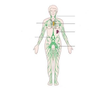 Lymphatic System Diagram Unlabeled