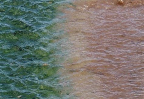 Red Algae Steal Genes From Bacteria To Cope With Environmental Stresses