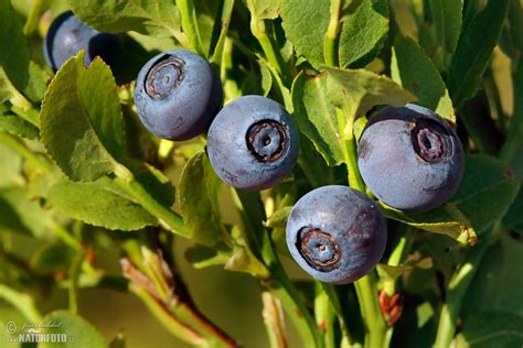Bilberry Photos Bilberry Images Nature Wildlife Pictures Naturephoto