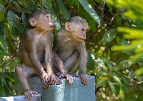 Stump Tailed Macaque Macaca Free Photo On Pixabay Pixabay