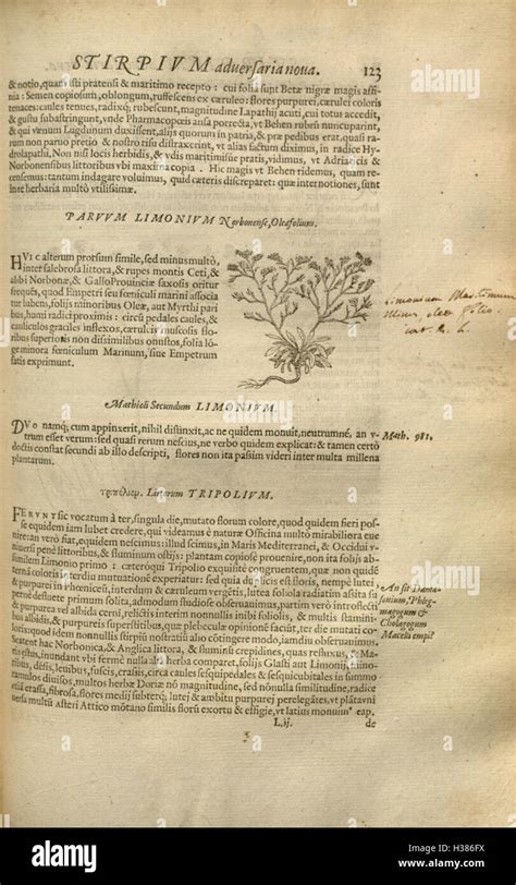 A Botanical Work Detailing The History And Classification Of Plants With Information On Plant