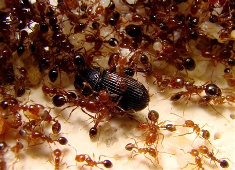 Download Fire Ants Attacking Beetle Wallpaper