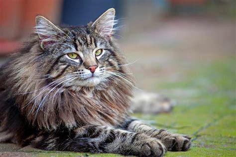 10 Large Cat Breeds That Give You More To Love