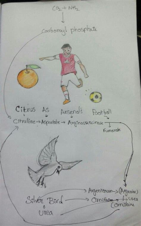 Urea Cycle And Defects With Mnemonics Epomedicine