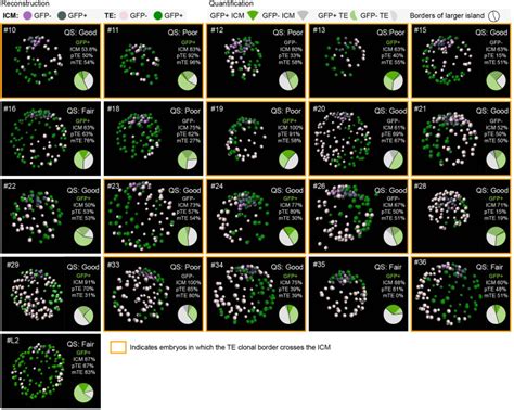 The First Two Blastomeres Contribute Unequally To The Human Embryo Cell