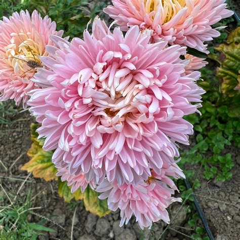 Pink Aster