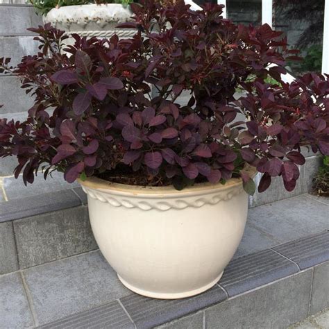 Cotinus Coggygria Velveteeny Purple Smoke Bush Siteone