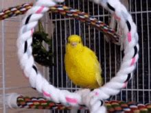 Im Like A Bird Pfp Im Like A Bird Profile Pics