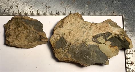 Seed Fossil Fossil Id The Fossil Forum