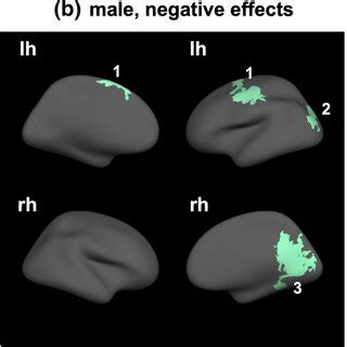 Sexspecific Effects Of Stress Experienced By The Mother During First Download Scientific