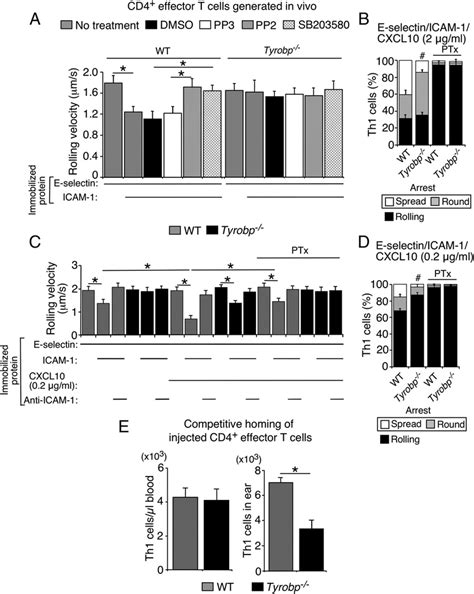 Cd4 Effector T Cells Generated In Vivo Also Use Dap12 Dependent